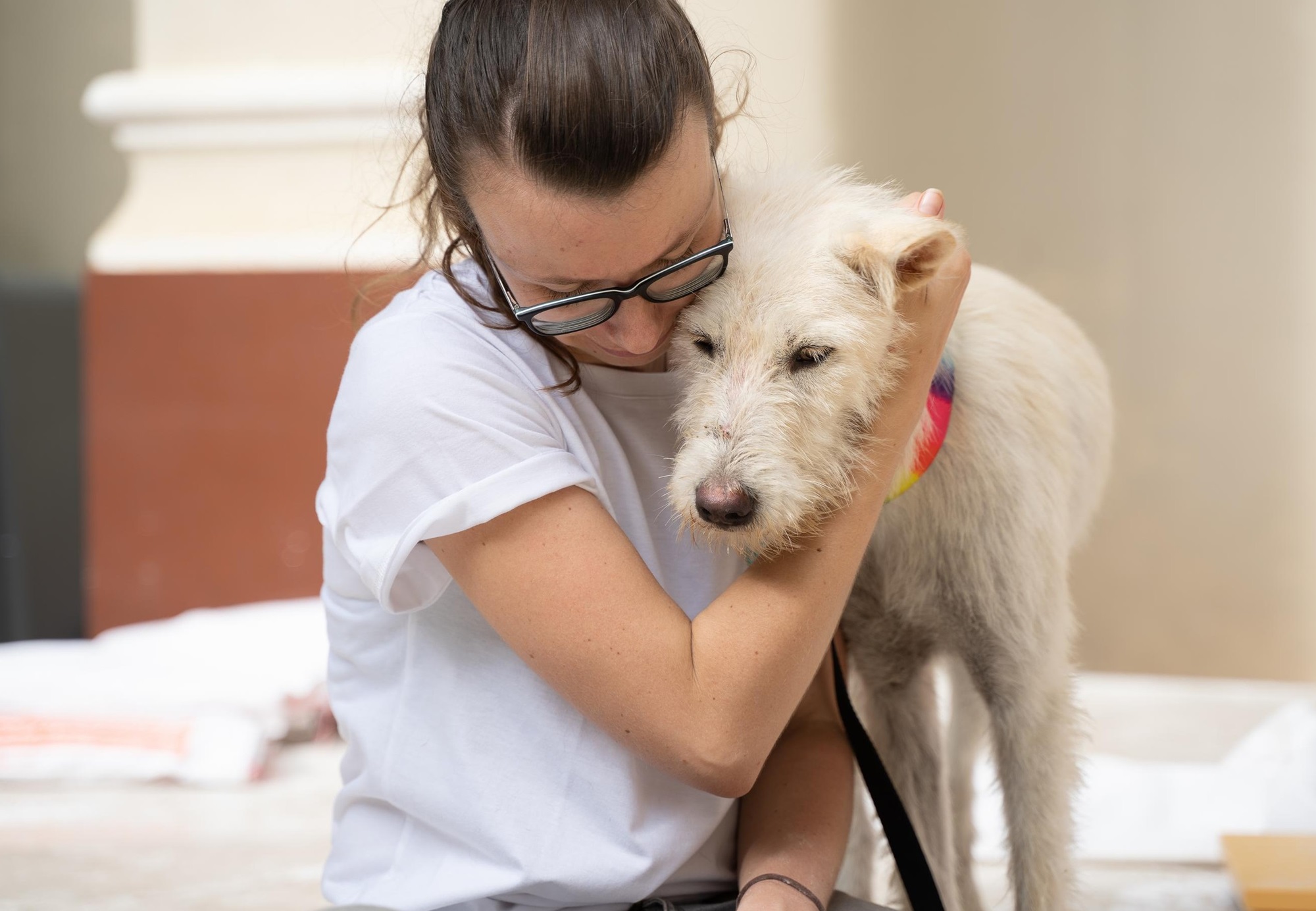 What To Expect When Euthanizing My Pet? - Brighton Veterinary Hospital